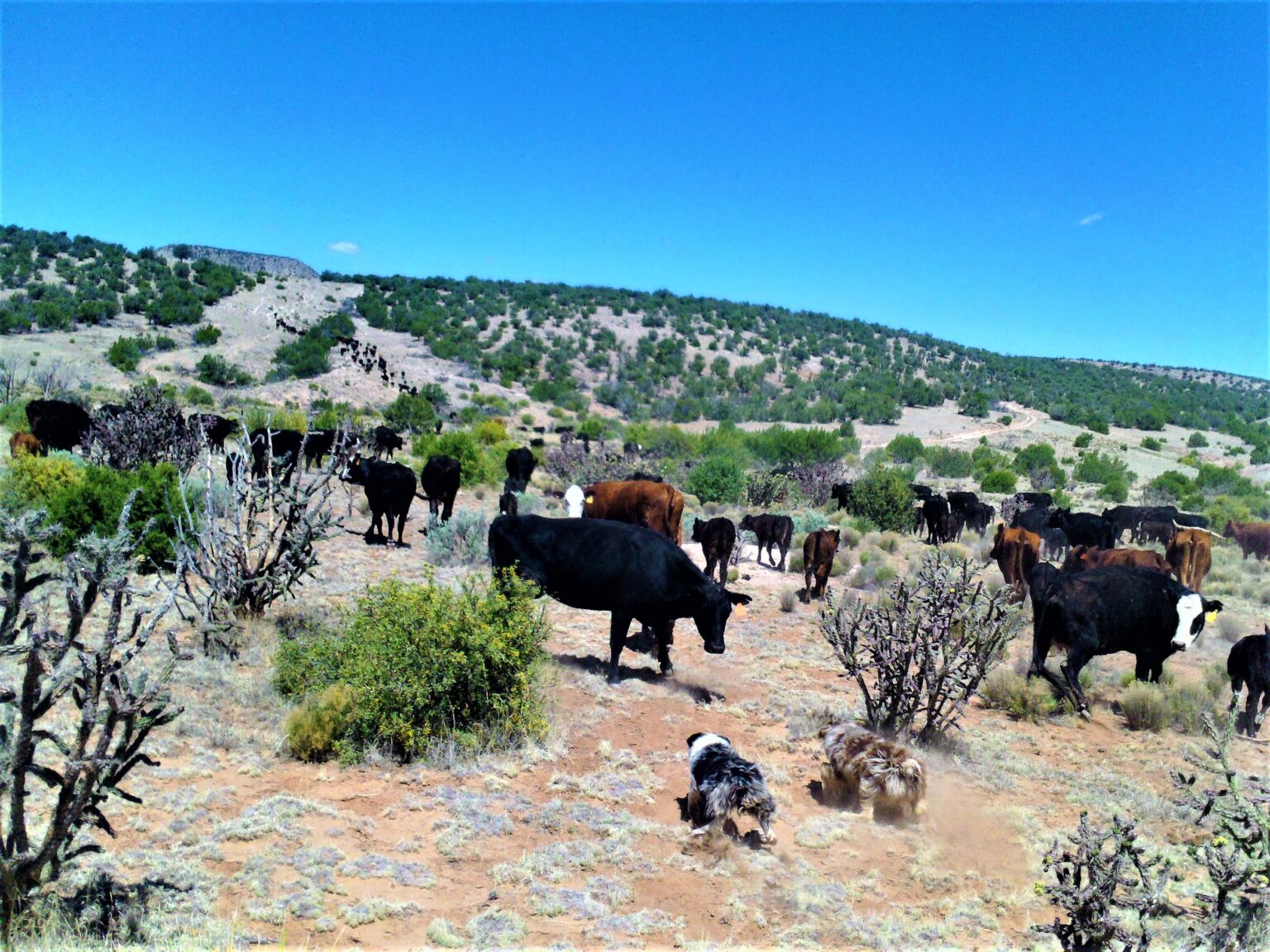 Aussie Sires - Boyd Ranch, LLC | Commercial Cattle, Ranch & Cow Horses ...