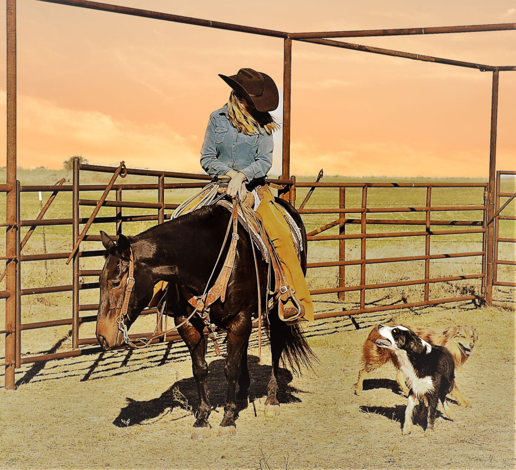 Aussie Sires - Boyd Ranch, LLC | Commercial Cattle, Ranch & Cow Horses ...