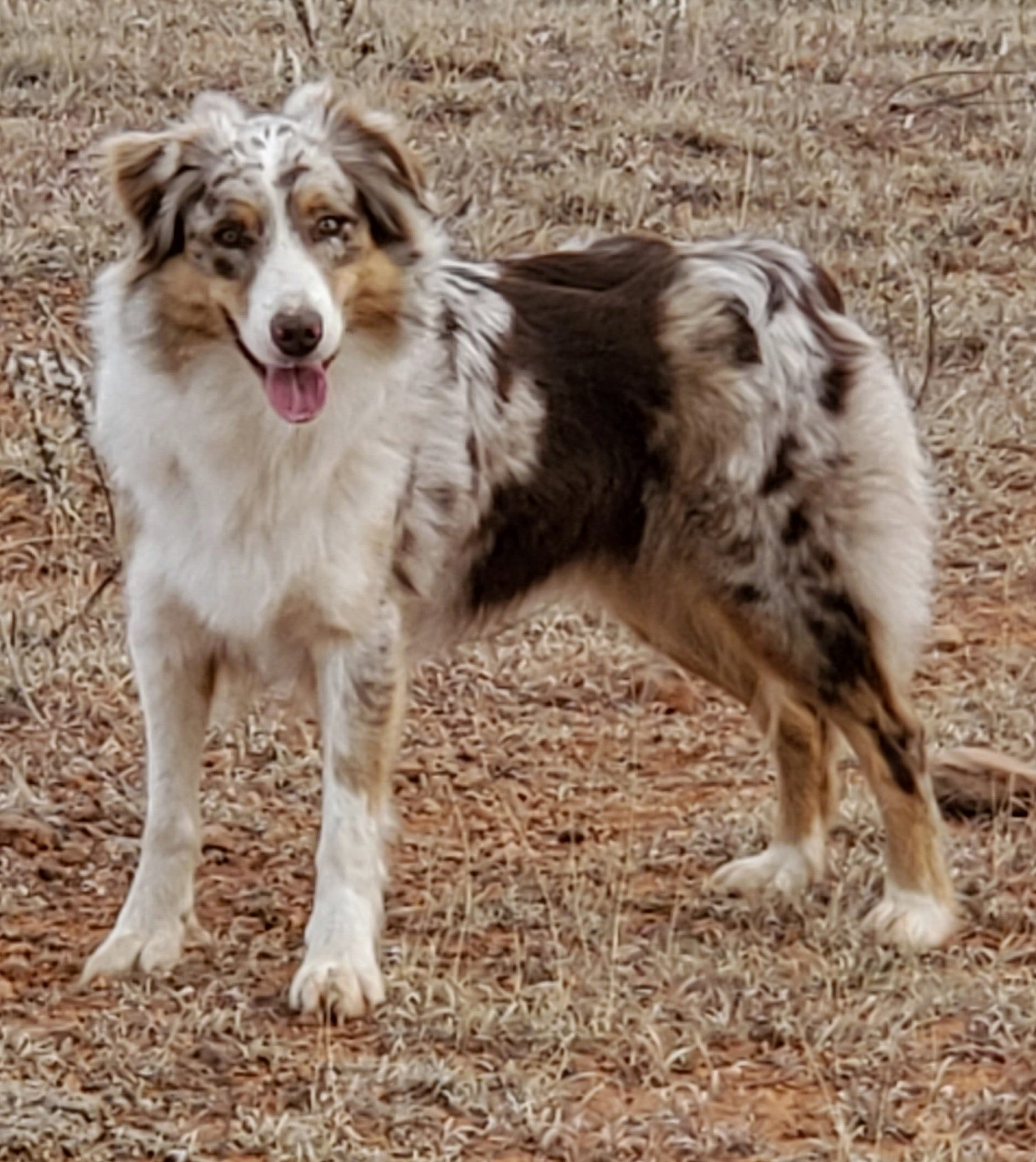 Aussie Dams - Boyd Ranch, LLC | Commercial Cattle, Ranch & Cow Horses ...